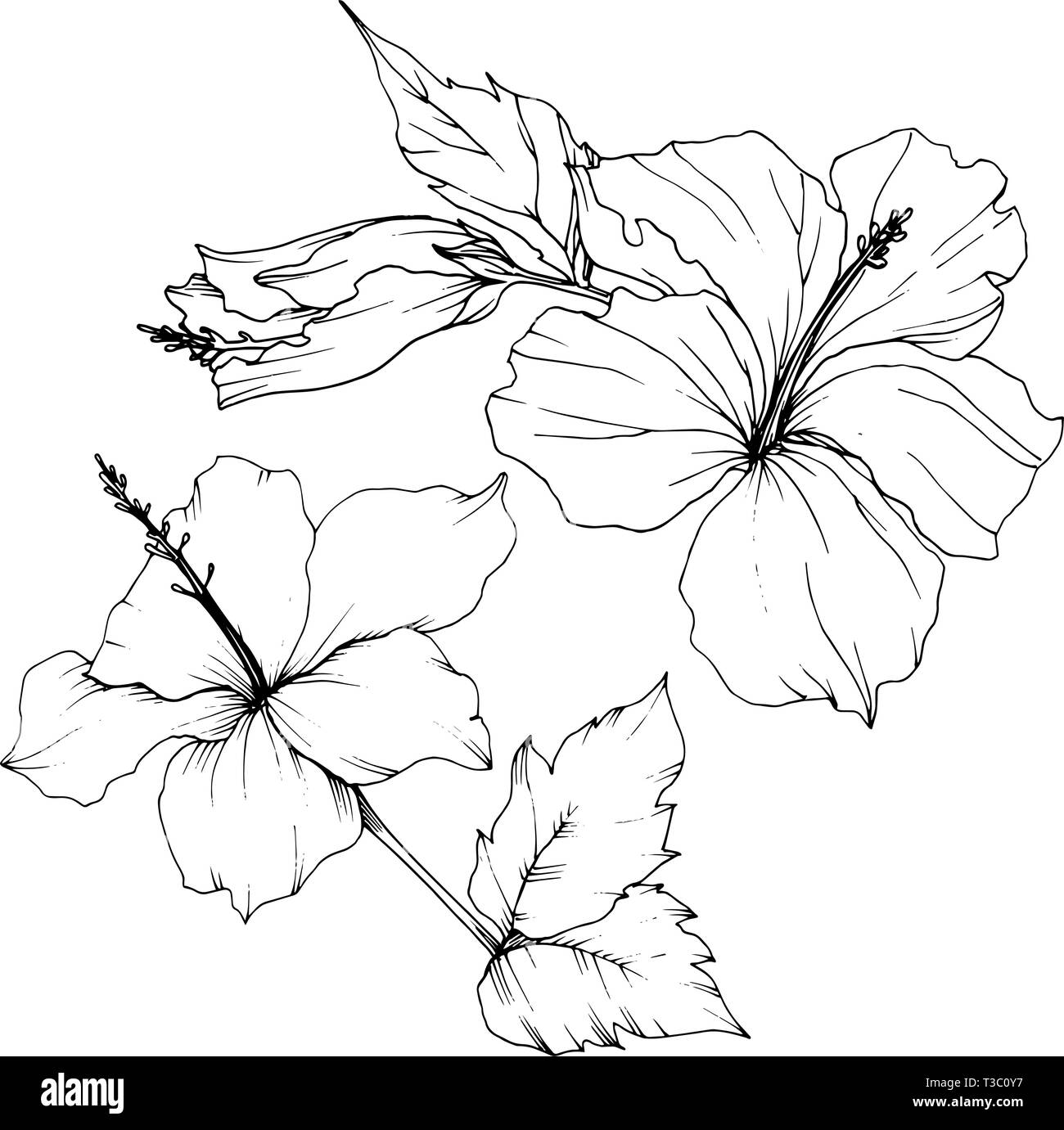 Vector Hibiscus floral botanical flower. Black and white engraved ink art. Isolated hibiscus ...