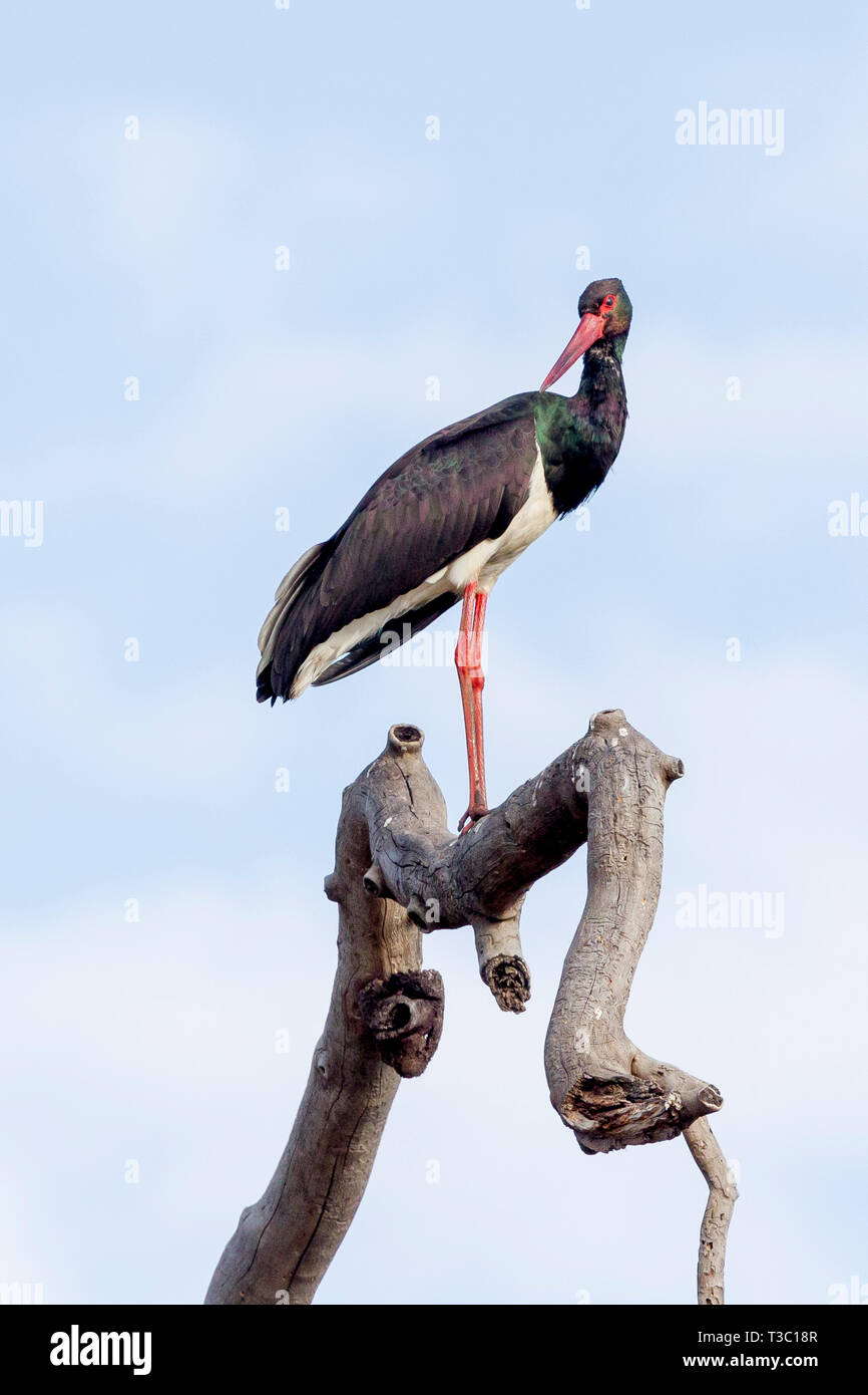 A Black Stork perched on the top of a dead tree branch, against the sky ...