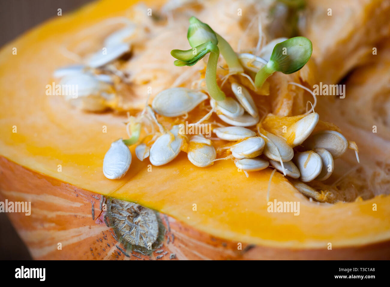 Sprouting pumpkin seeds and fibrous strands within cut pumpkin. Shallow ...