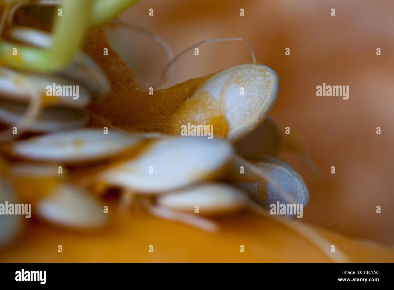 Sprouting pumpkin seeds and fibrous strands within cut pumpkin. Shallow ...