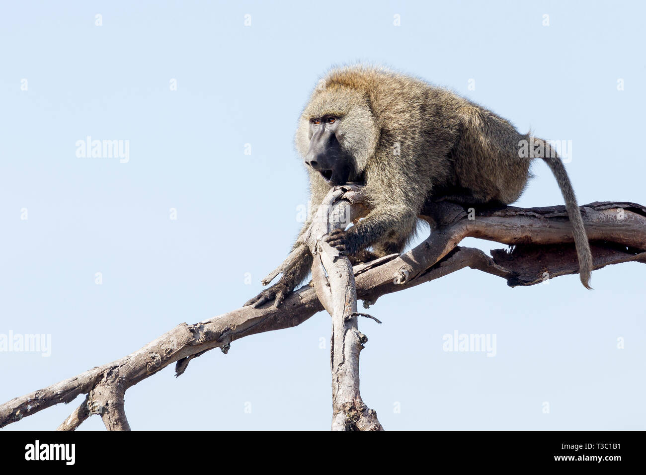 A large male Olive baboon sitting in the top of a dead tree, staring ...