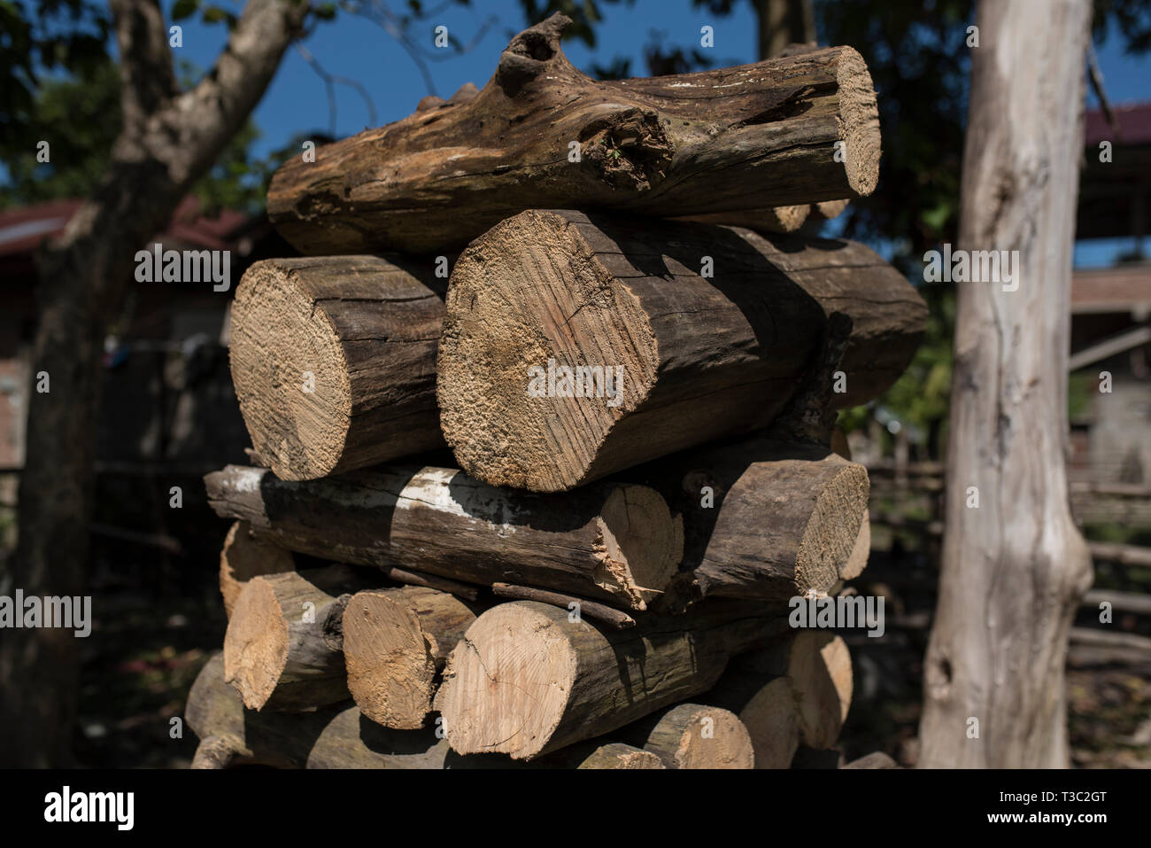 Teak Wood Trees High Resolution Stock Photography and Images - Alamy