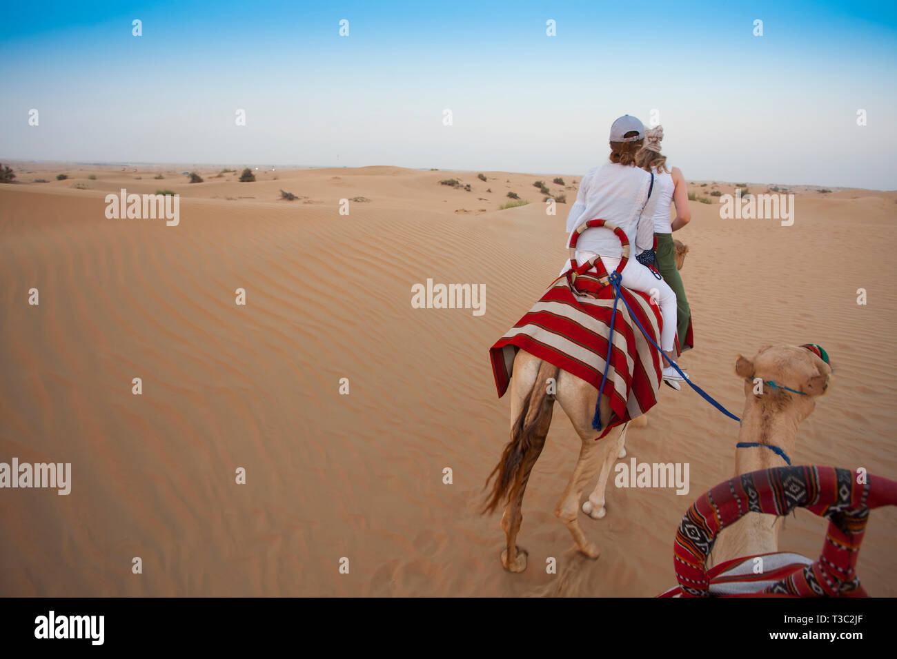 camel riding in desert sand. UAE Stock Photo - Alamy