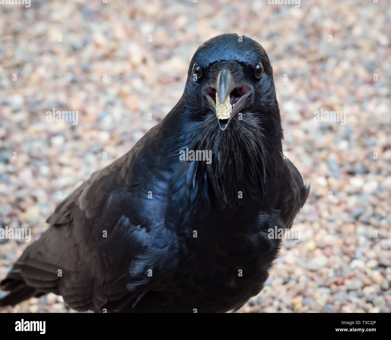 Australian wild animal fauna hi-res stock photography and images - Alamy