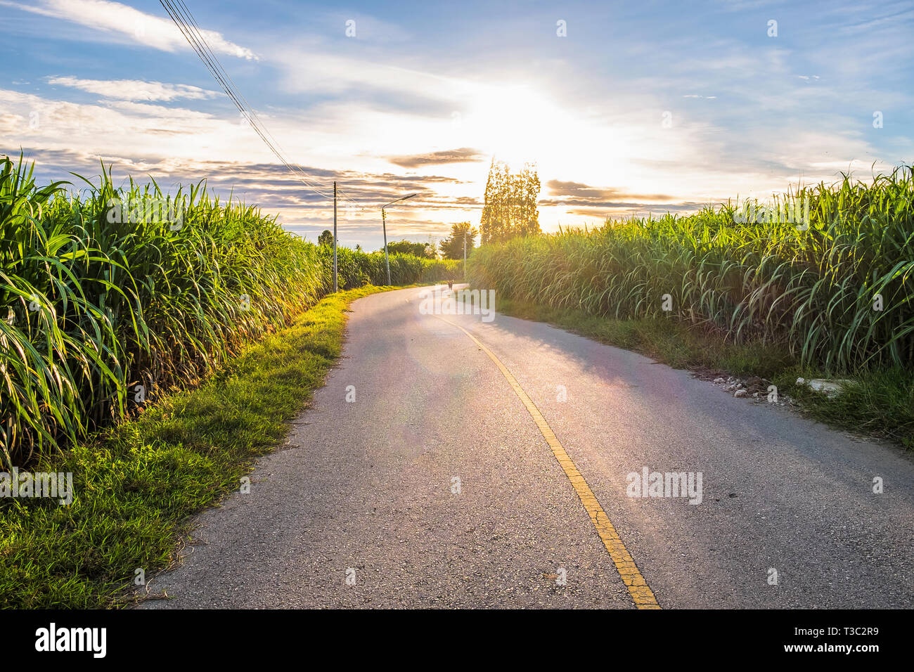 Sugar cane field countryside road at evening sunset Stock Photo - Alamy