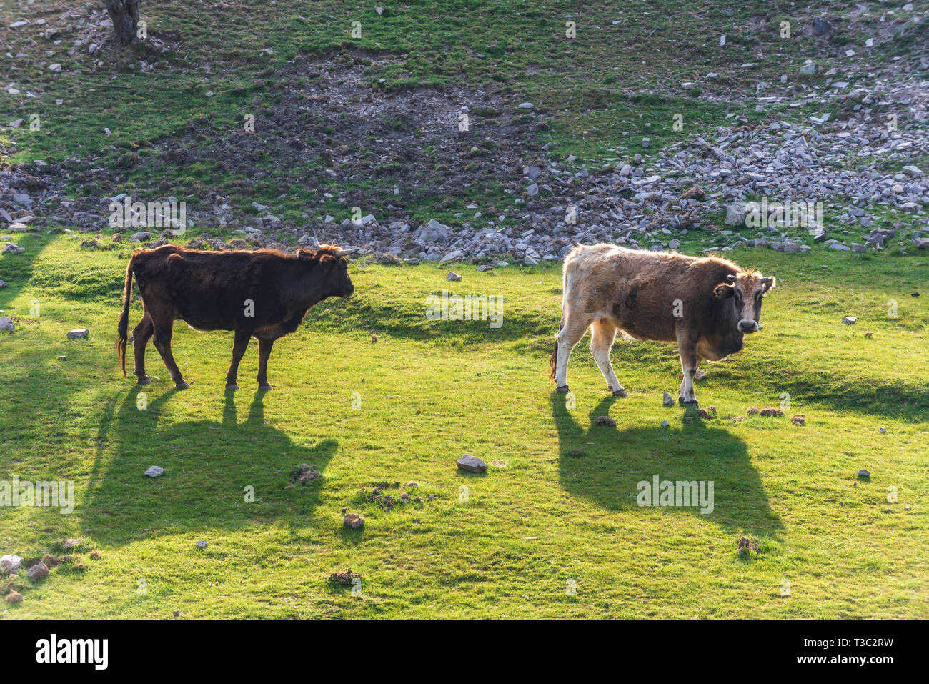 Cow spring on mountain meadow hi-res stock photography and images - Alamy