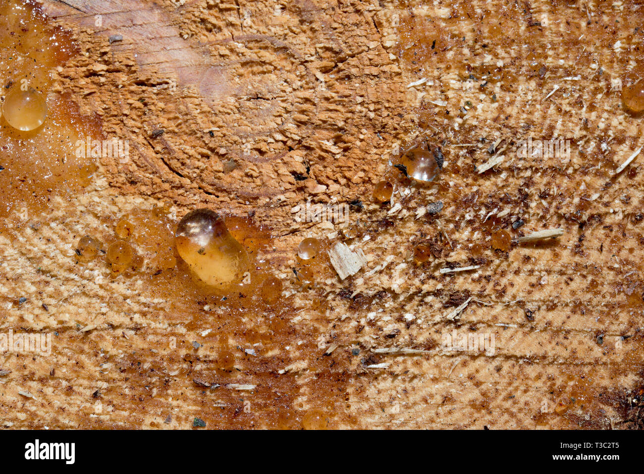resin on cut pine tree macro Stock Photo - Alamy