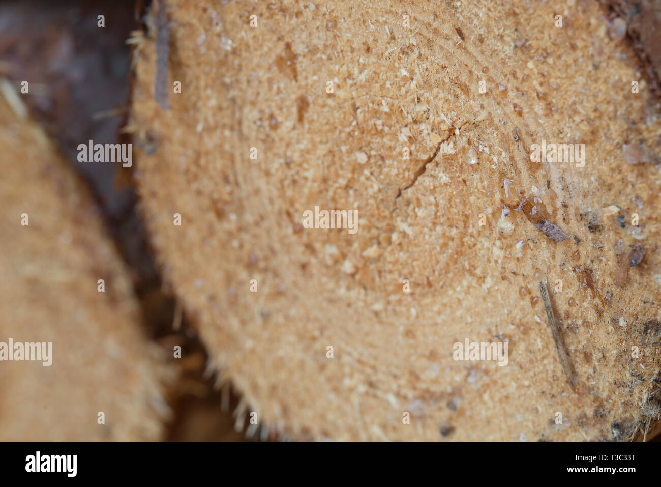 resin on cut pine tree macro Stock Photo - Alamy