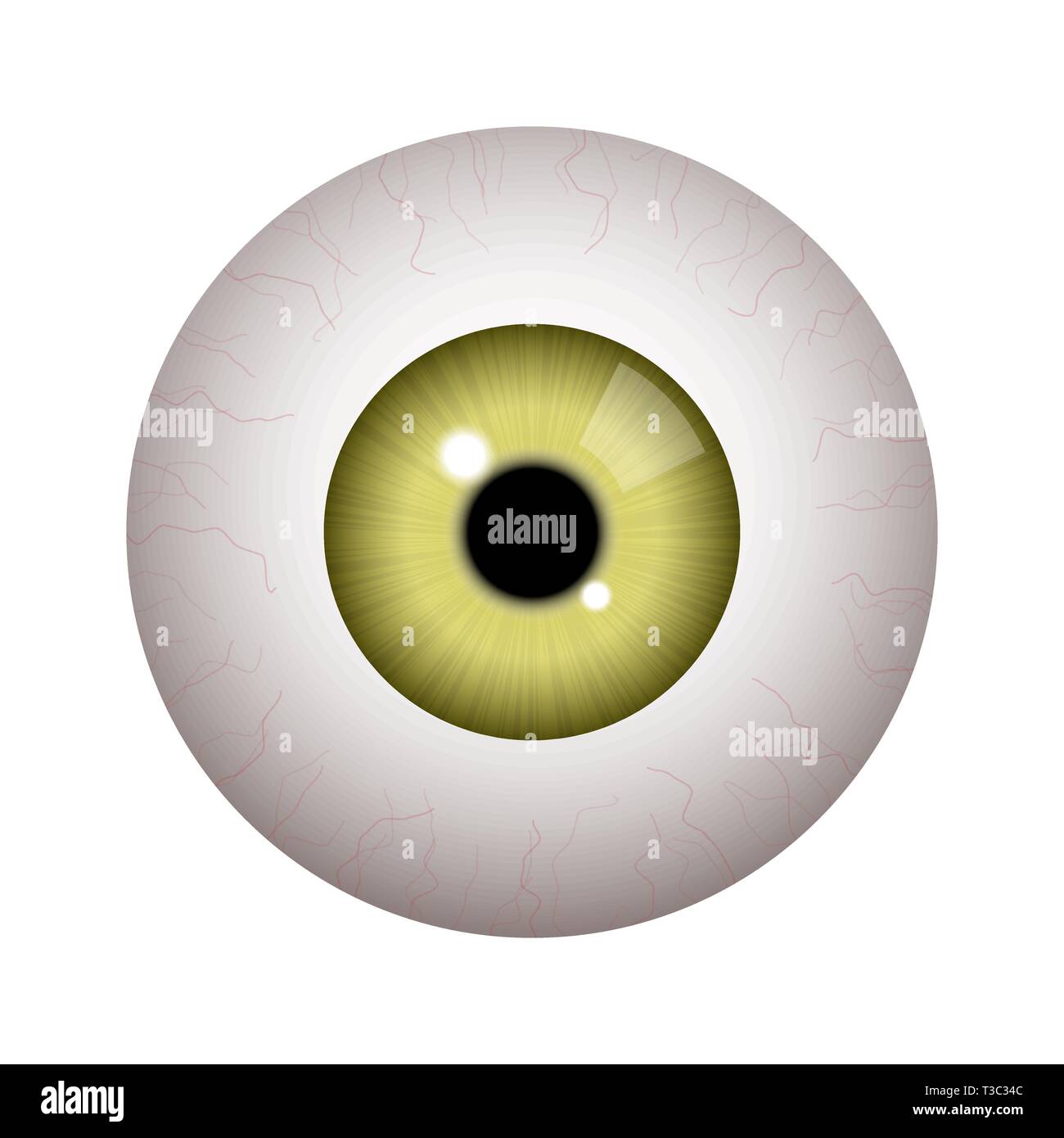 Realistic human eyeball on white background Stock Vector Image & Art ...