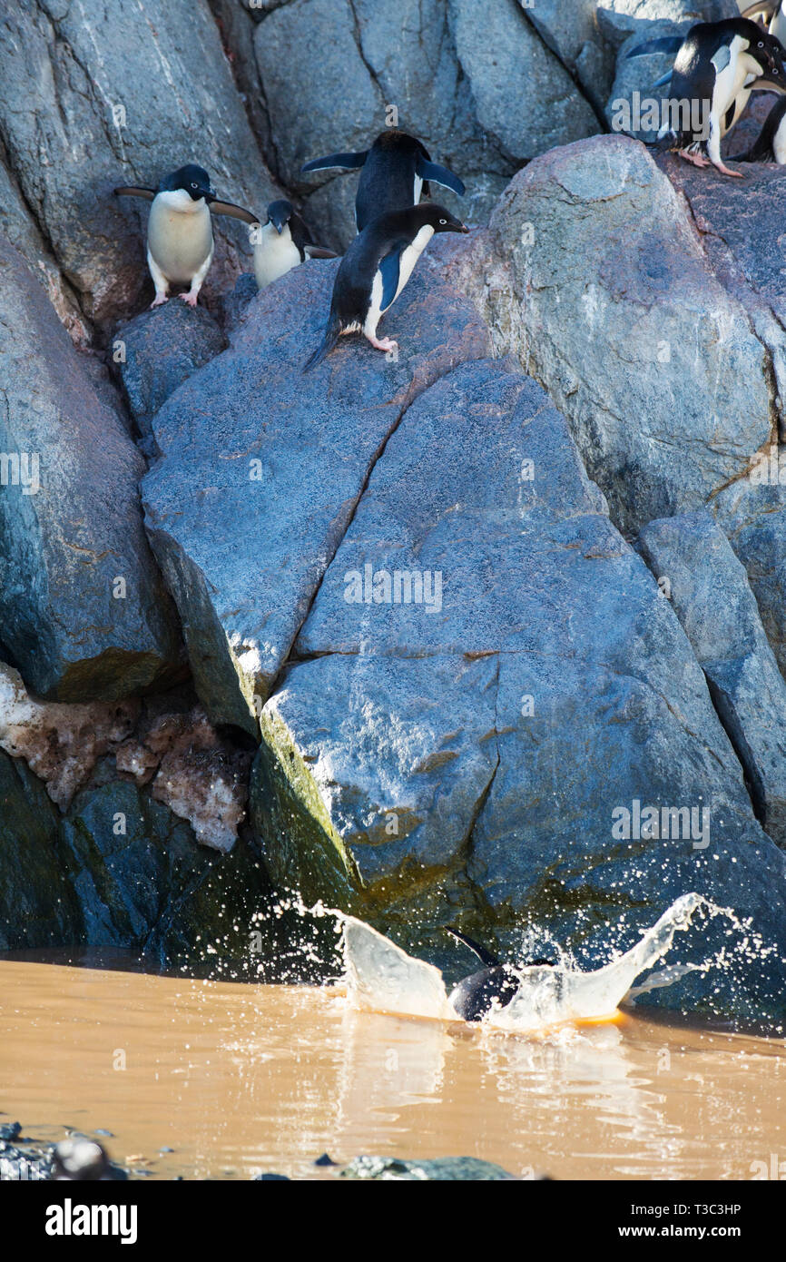 Adelie Penguins falling down rocks on Heroina Island, in the Danger ...
