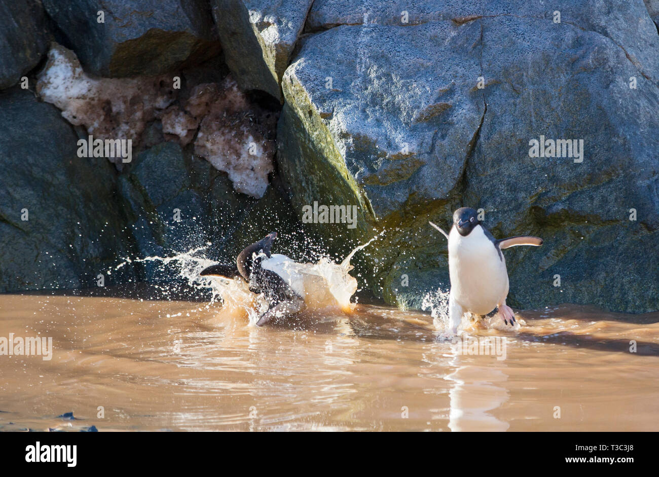 Adelie Penguins falling down rocks on Heroina Island, in the Danger ...