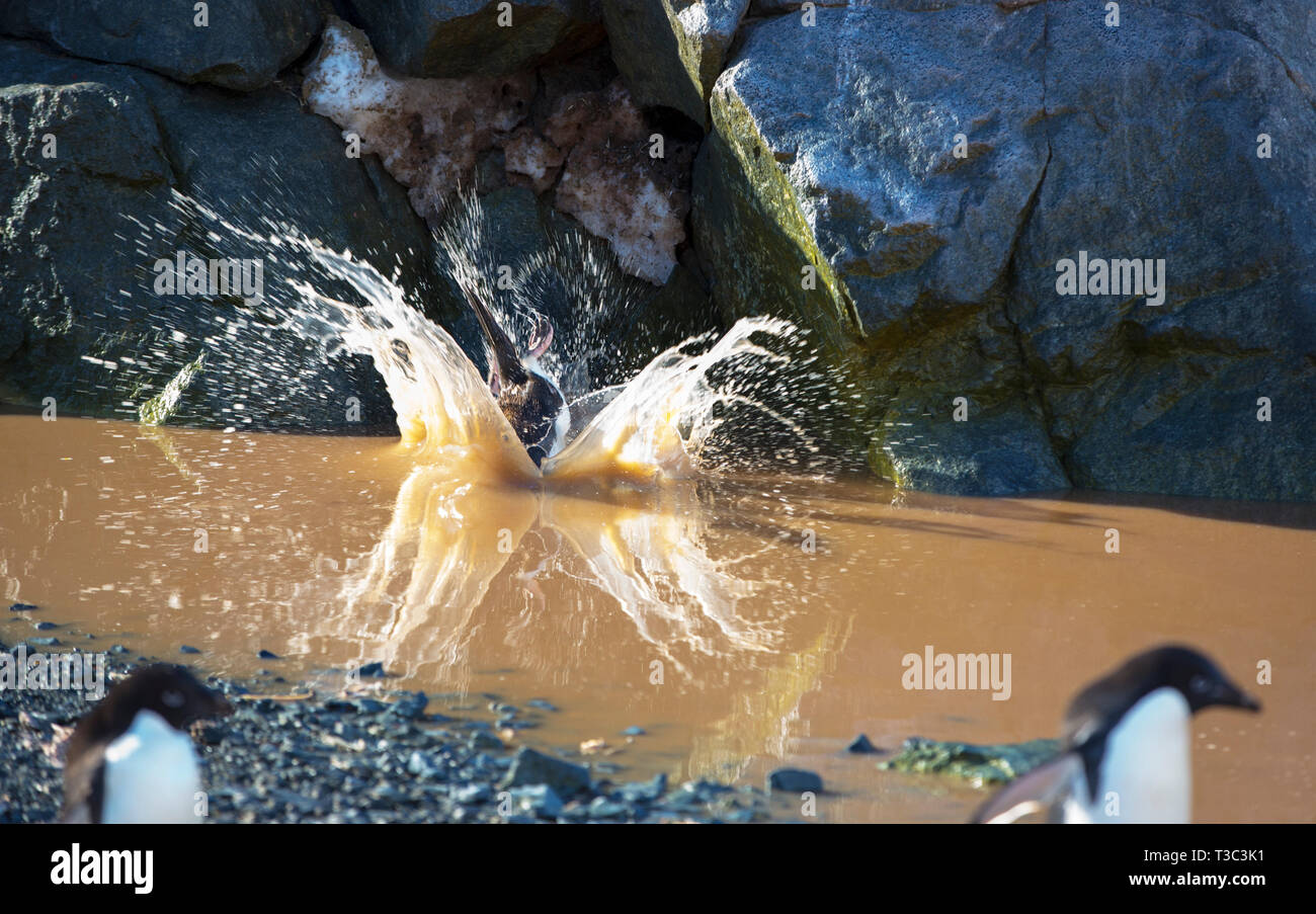 Adelie Penguins falling down rocks on Heroina Island, in the Danger ...