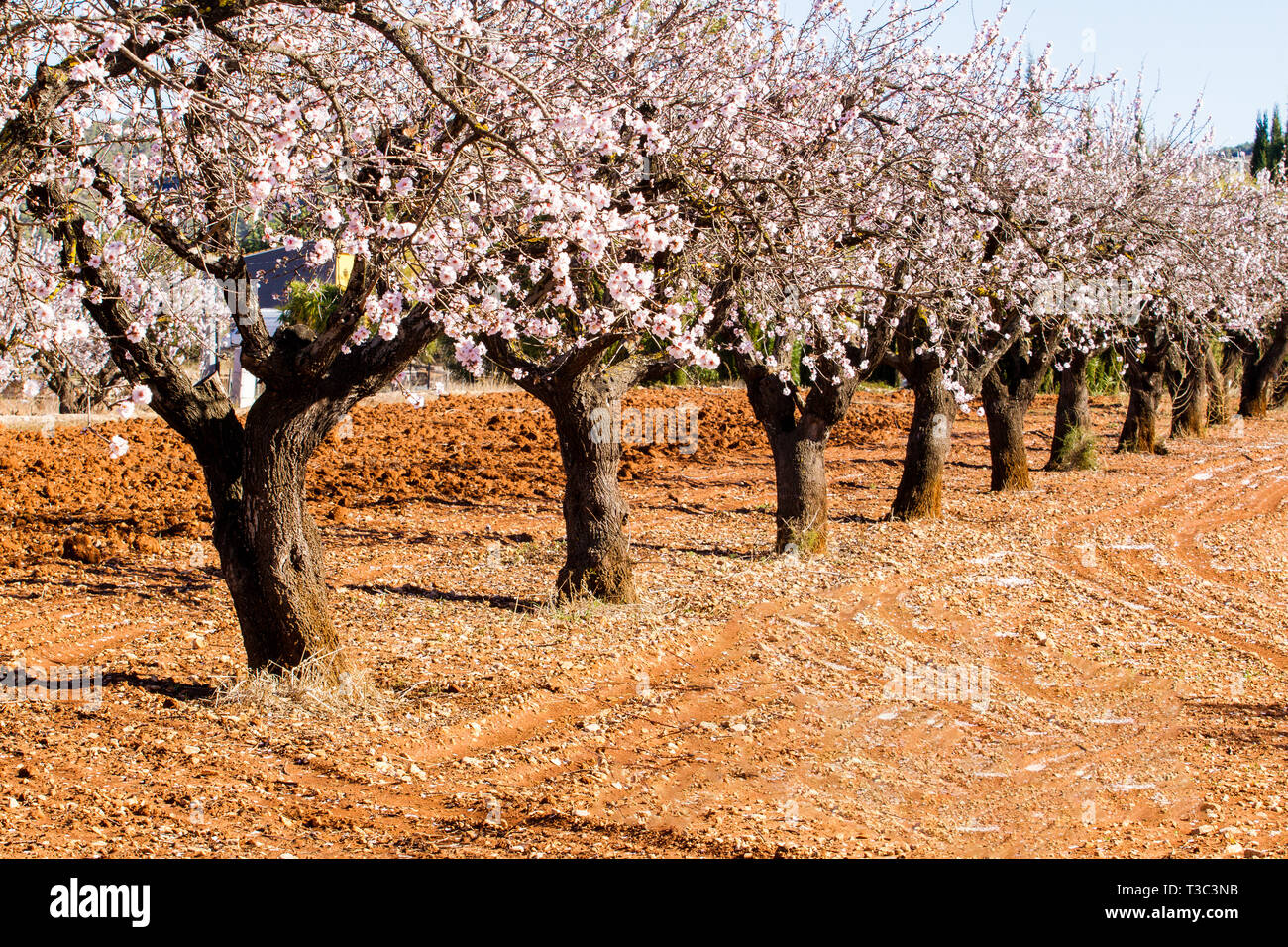 Beautiful blooming almond trees with flowers in Jalon village, Spain ...