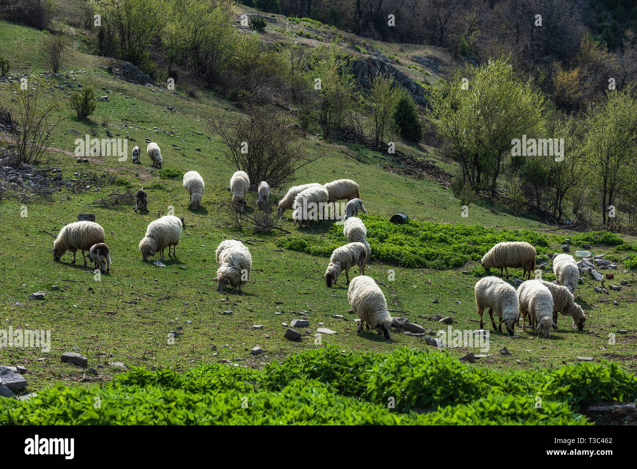 Sheep in natural environment hi-res stock photography and images - Alamy
