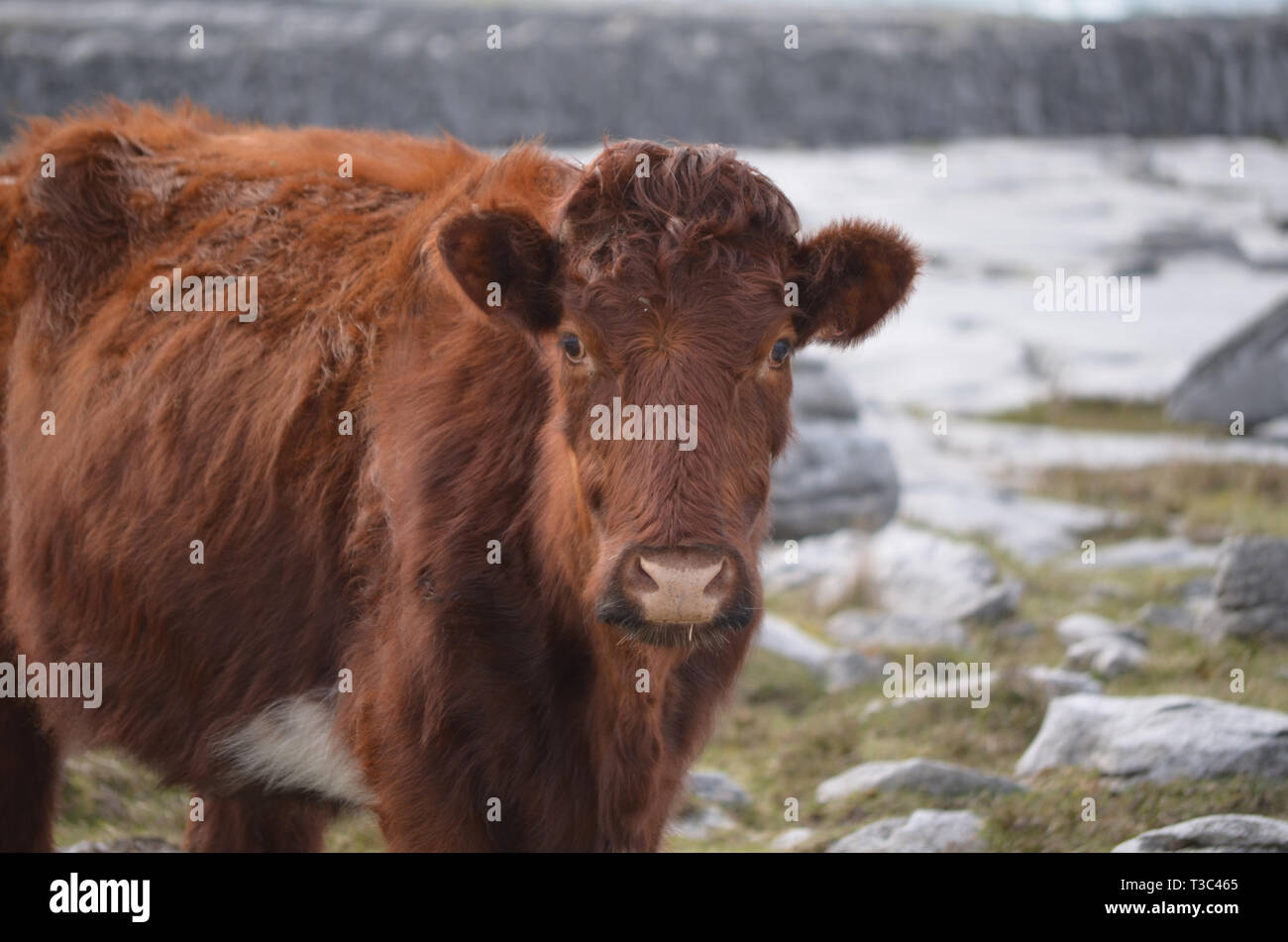 Burren national park and animal hi-res stock photography and images - Alamy