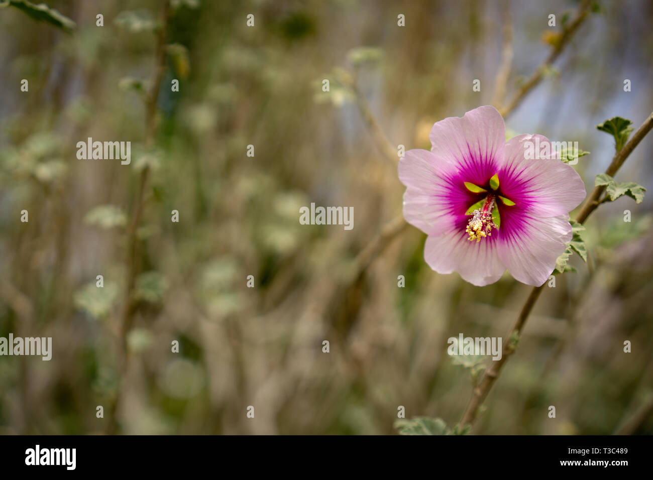Middle eastern flower hi-res stock photography and images - Alamy