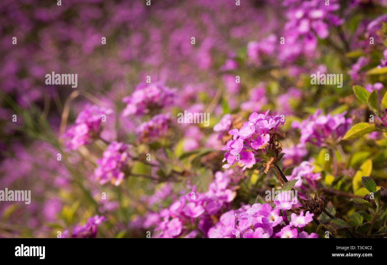 A violet flower field in a summer morning sun Stock Photo - Alamy