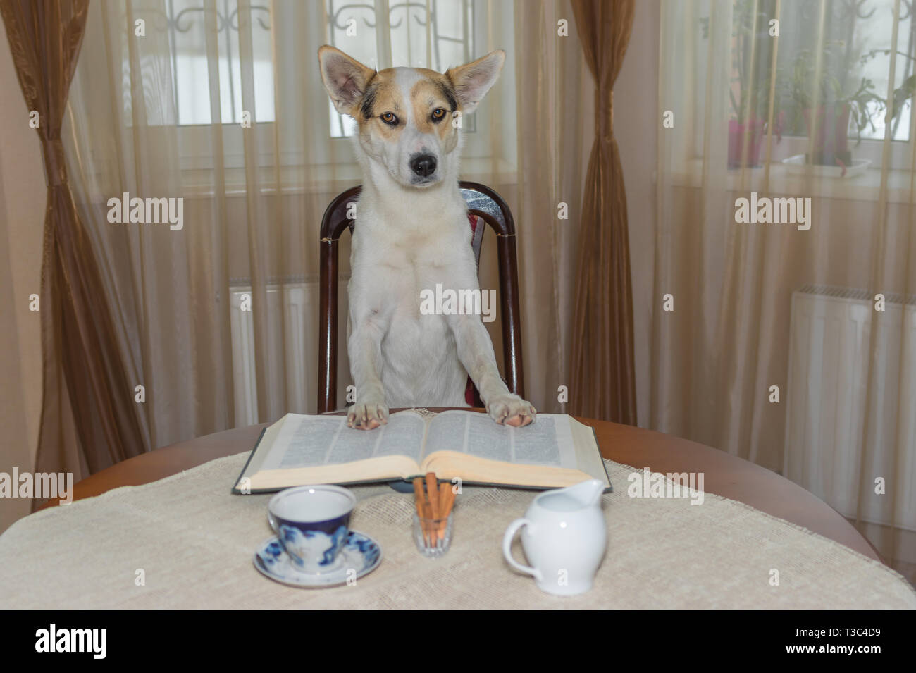 Portrait of smart white mixed-breed dog reading big book at the table ...