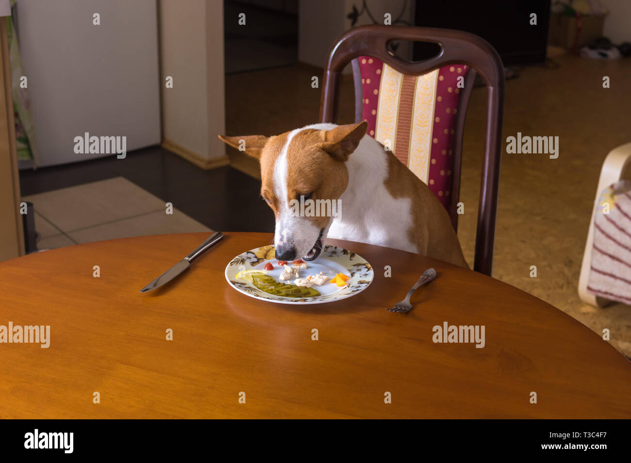Single basenji dog is having lunch sitting all alone in dining room ...