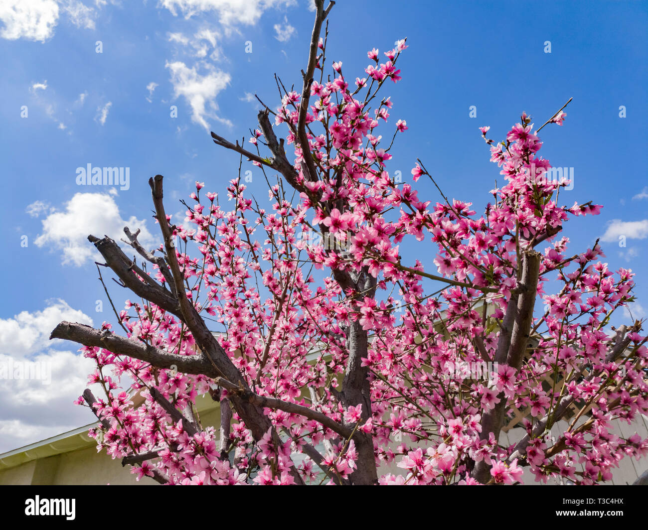 Beautiful close up shot of cherry tree blossom at Los Angeles ...
