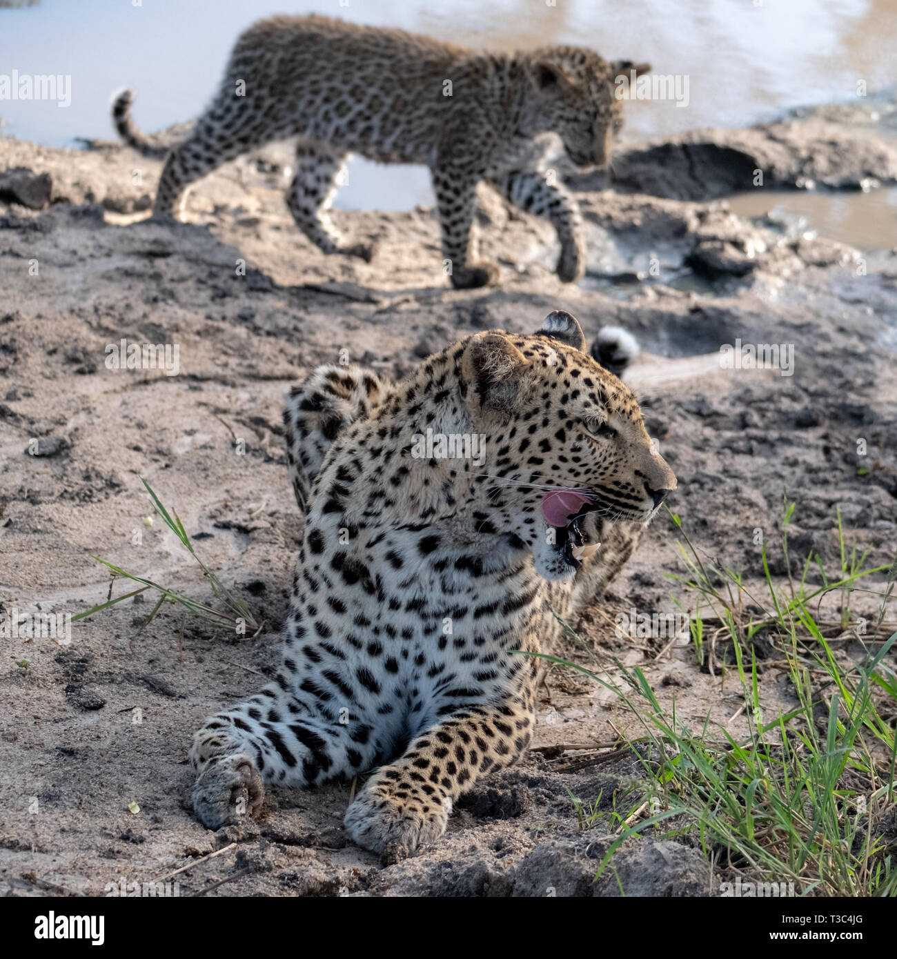 Female leopard with her young cub at a waterhole in Sabi Sands Game ...