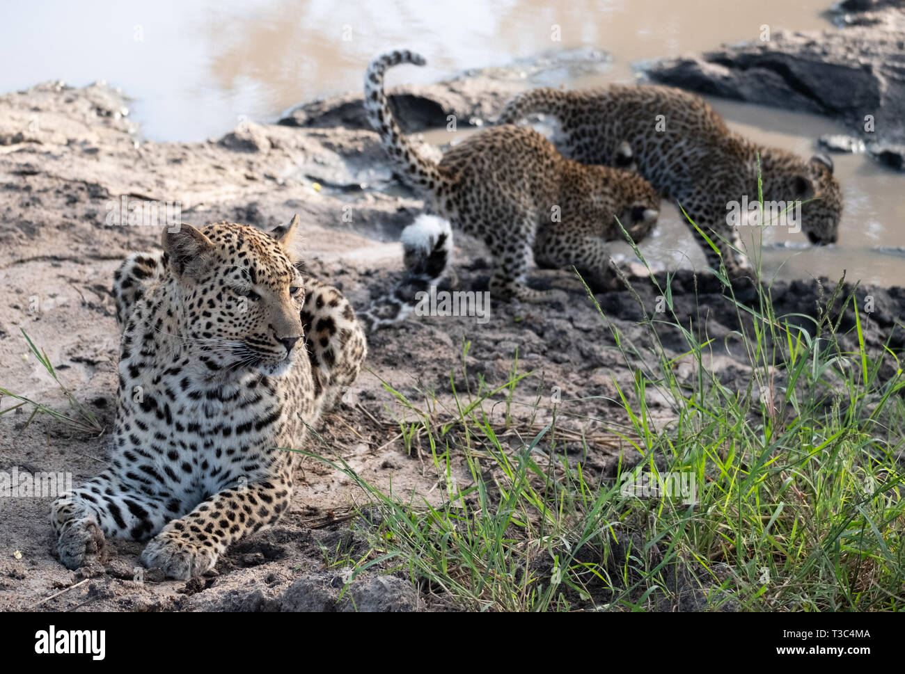 Female leopard with her young cubs at a waterhole in Sabi Sands Game ...