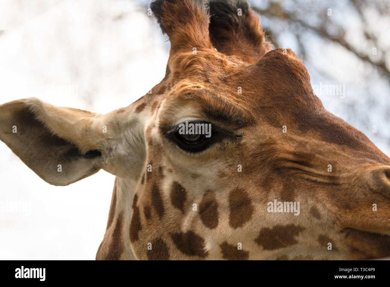 giraffe resting in a zoo in italy Stock Photo - Alamy