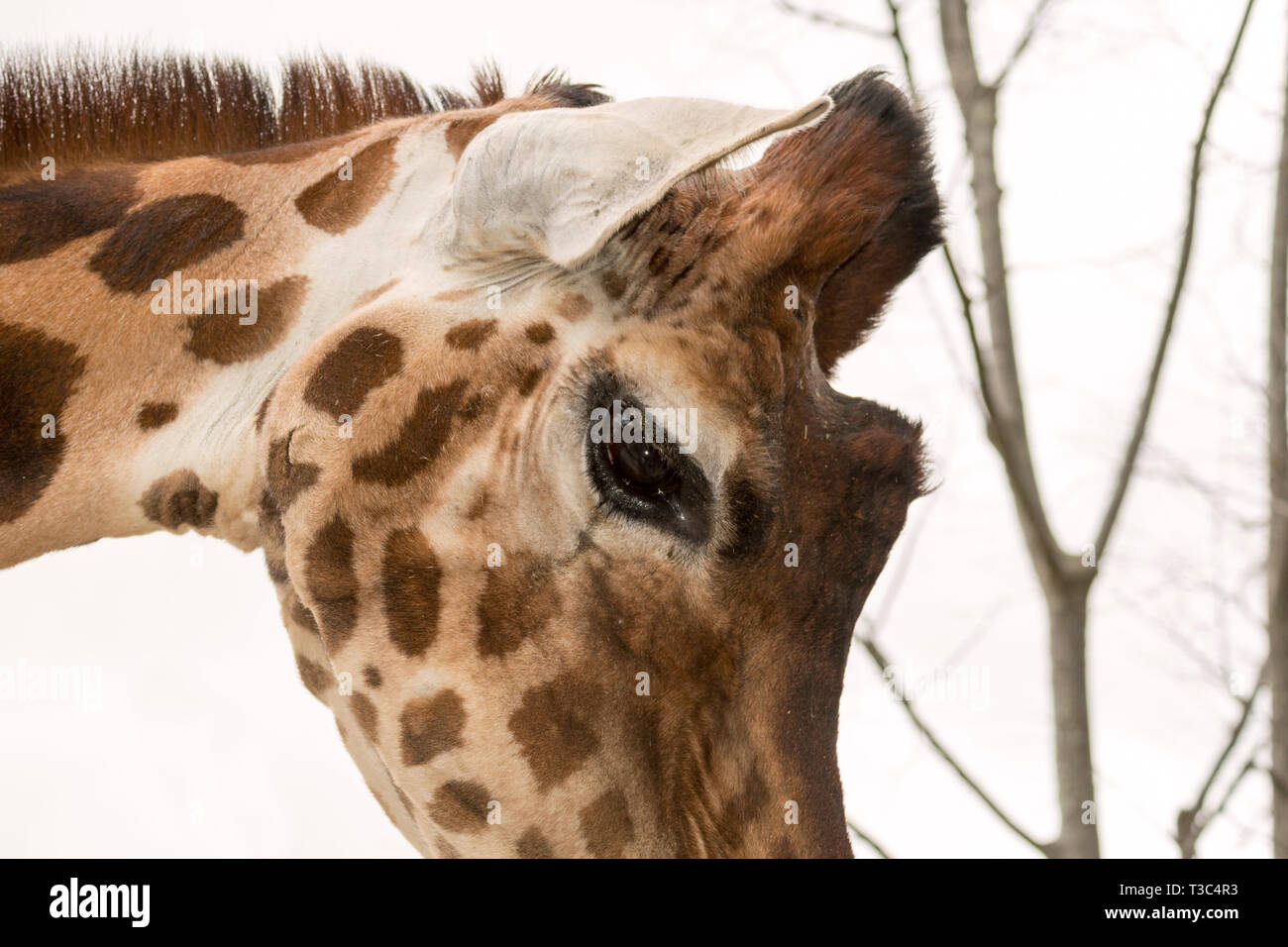 giraffe resting in a zoo in italy Stock Photo - Alamy