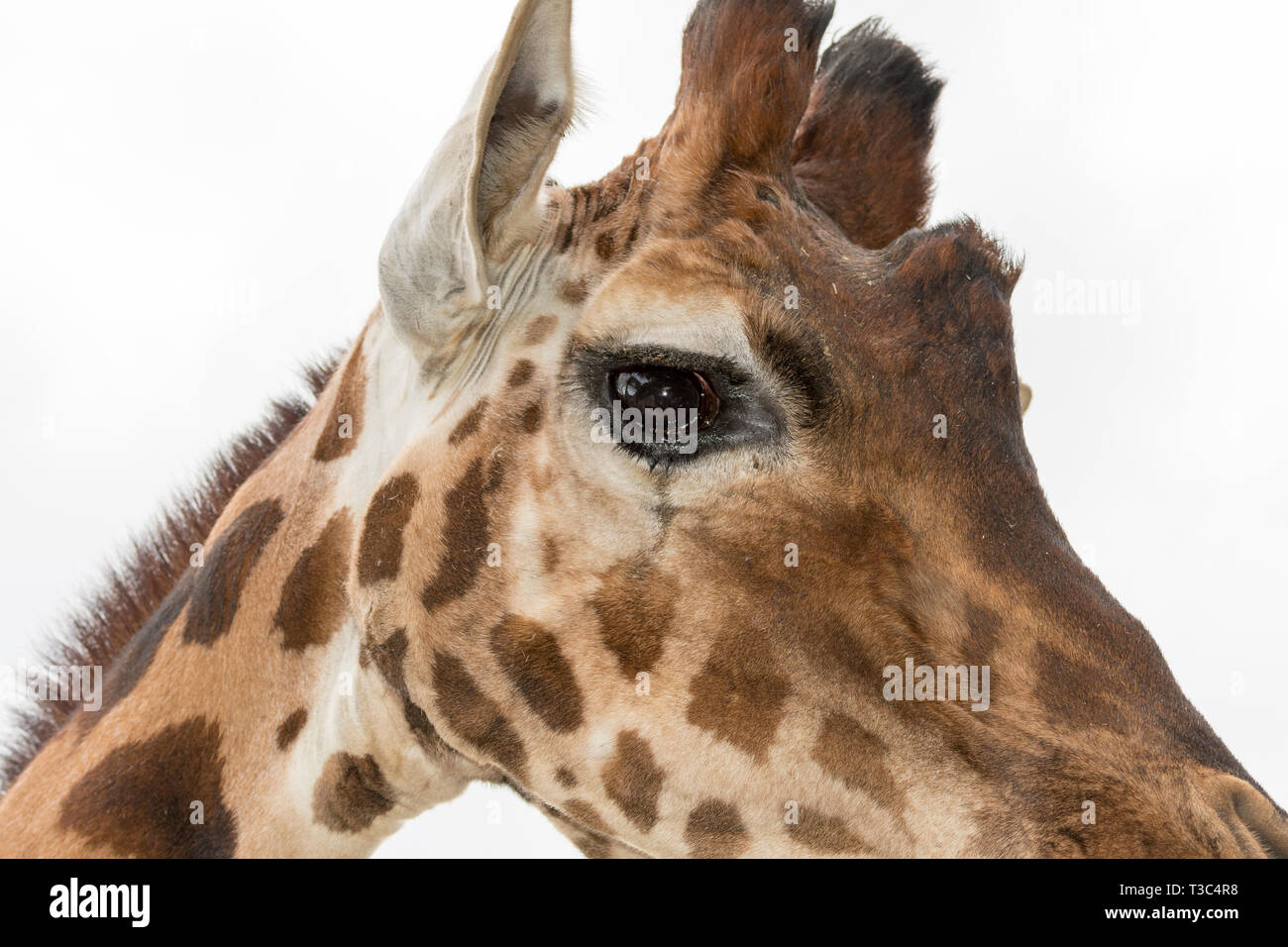 giraffe resting in a zoo in italy Stock Photo - Alamy
