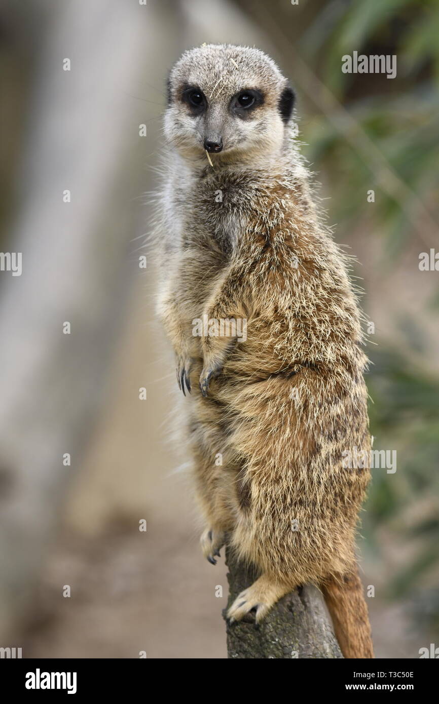meerkats resting in a zoo in italy Stock Photo - Alamy