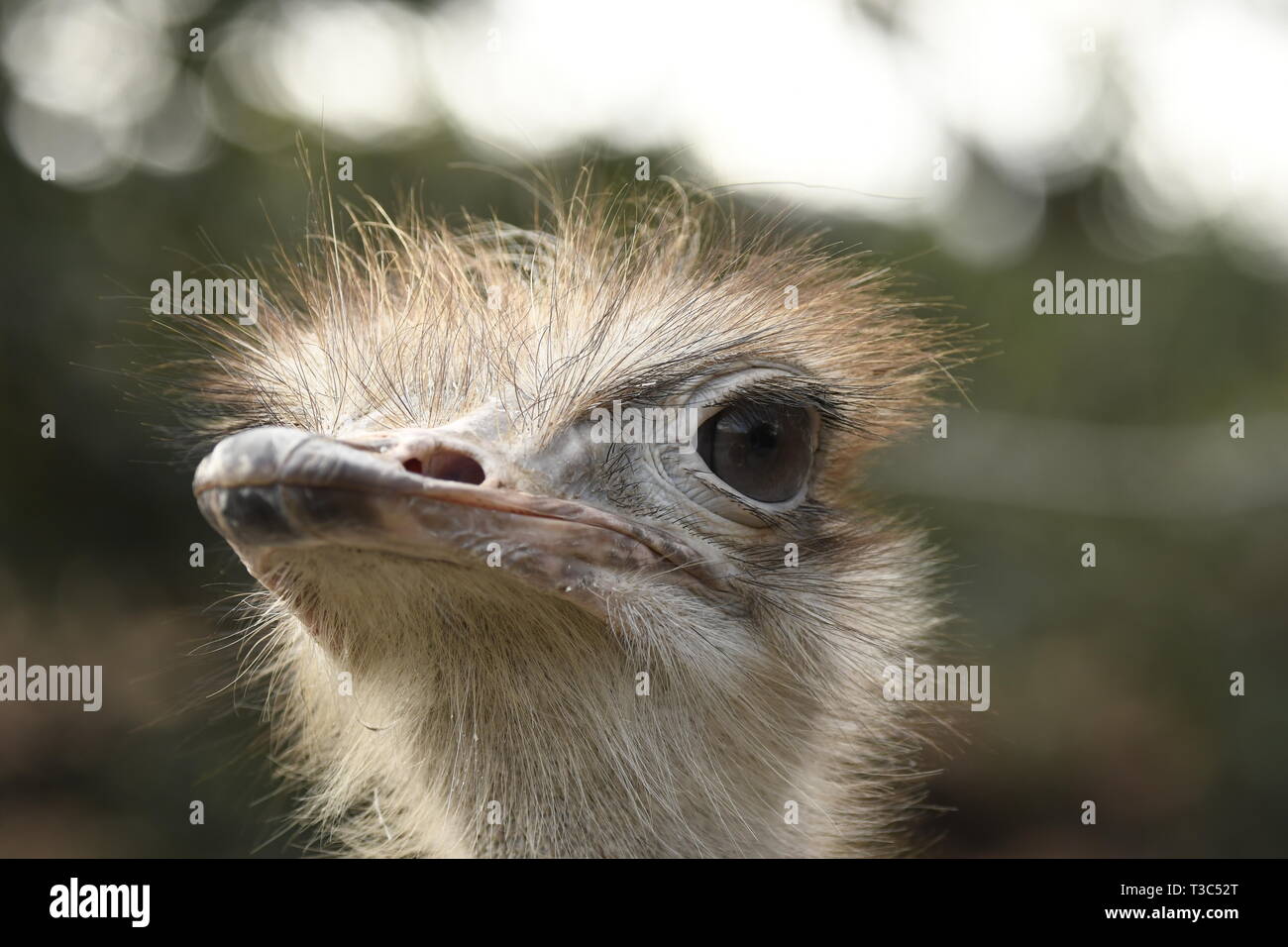 ostrich in a zoo in italy Stock Photo - Alamy