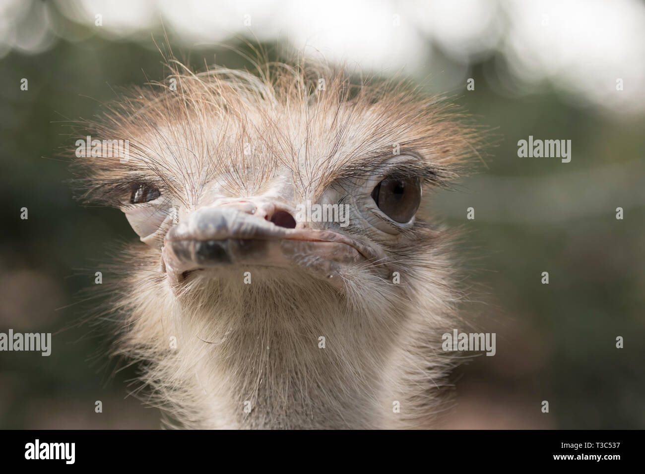Ostrich in zoo italy hi-res stock photography and images - Alamy