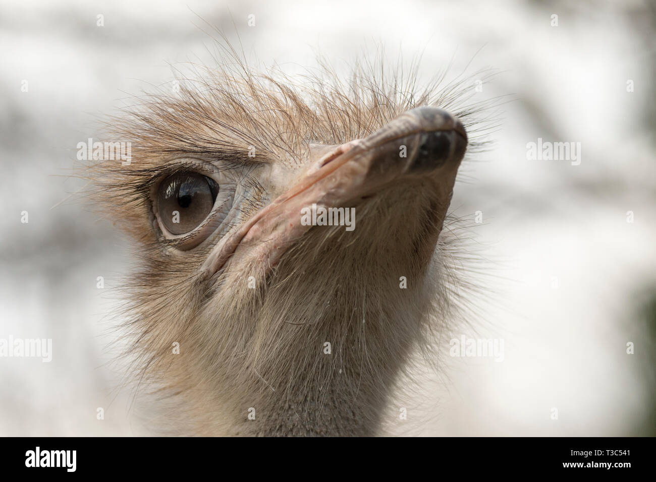 ostrich in a zoo in italy Stock Photo - Alamy