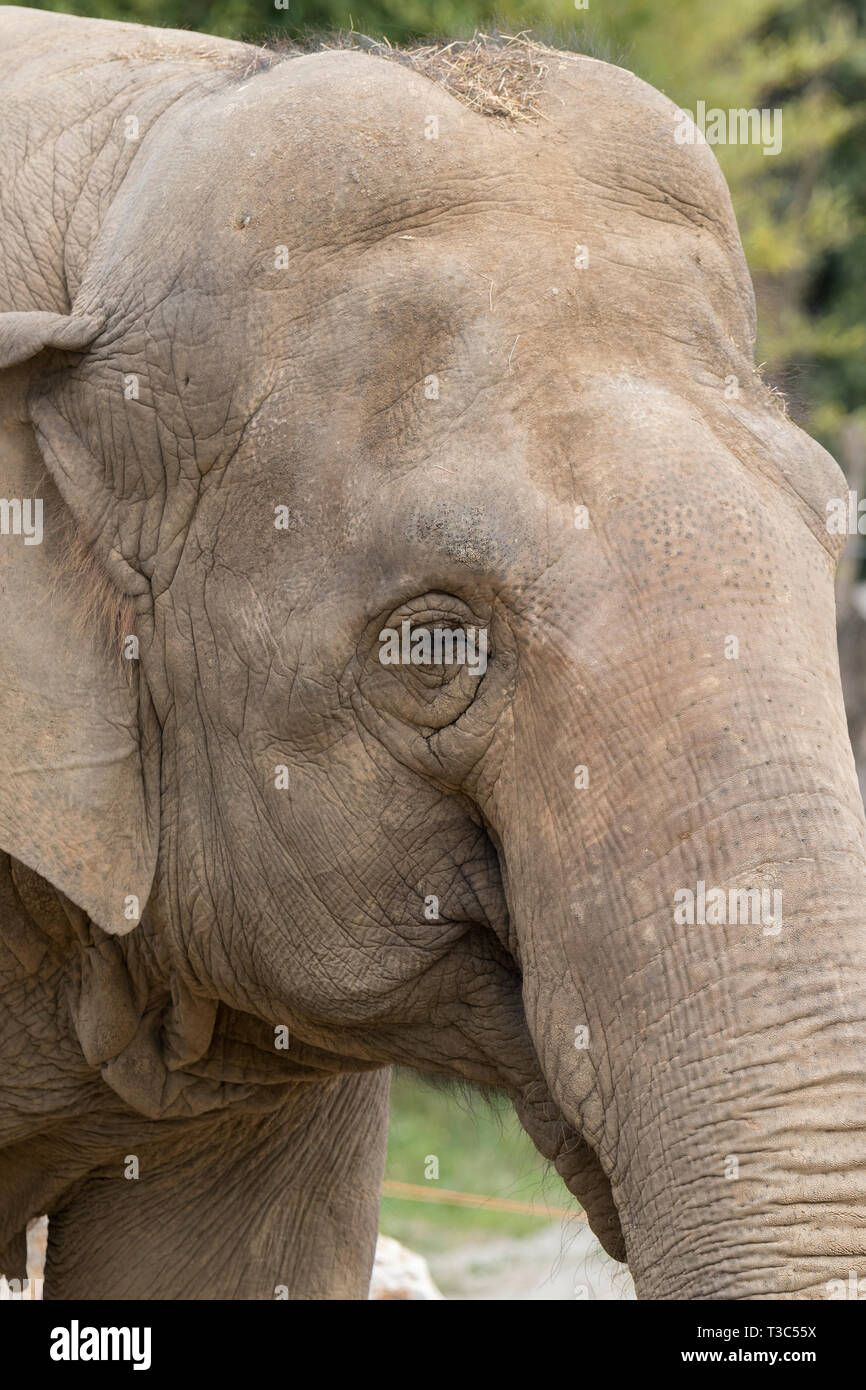 Elephant resting in zoo hi-res stock photography and images - Alamy