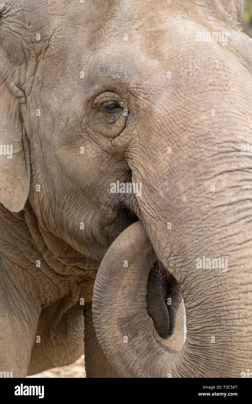 elephant resting in a zoo in italy Stock Photo - Alamy