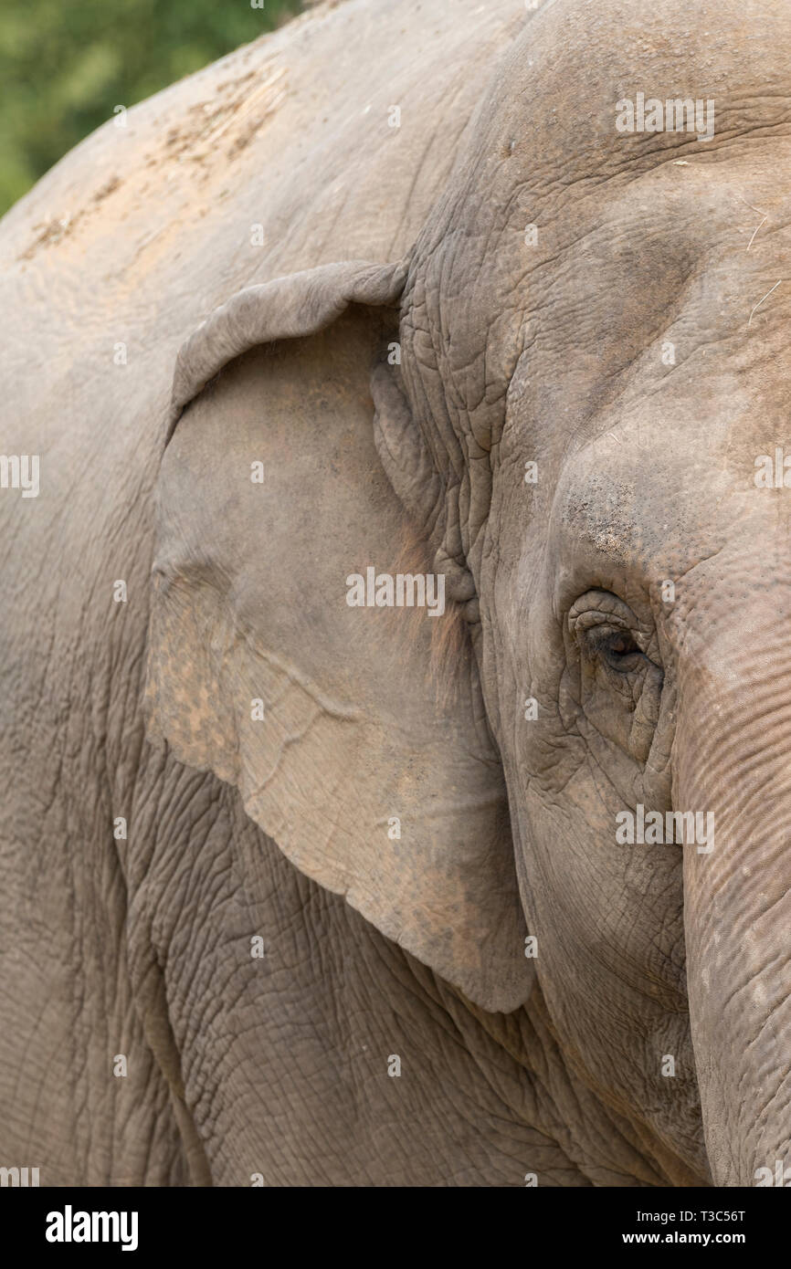 Elephant resting in zoo hi-res stock photography and images - Alamy