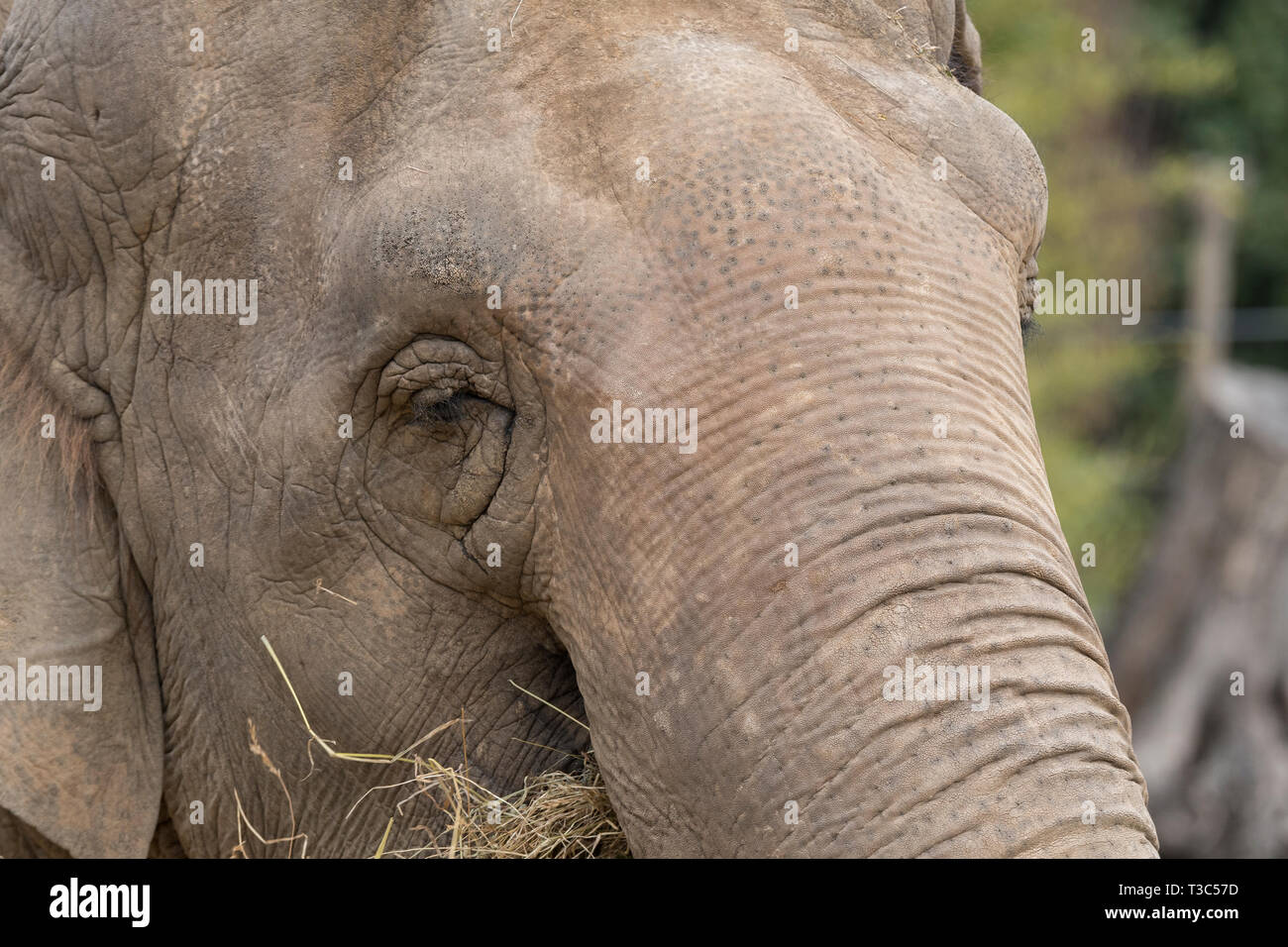 Elephant resting in zoo hi-res stock photography and images - Alamy