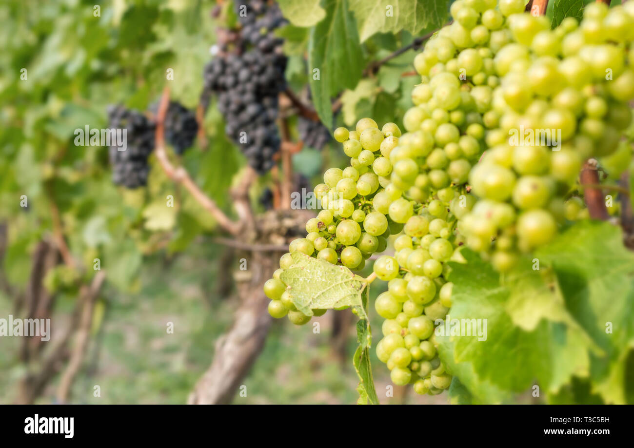 Silvaner and Portugieser grapes grow on a vineyard Stock Photo - Alamy