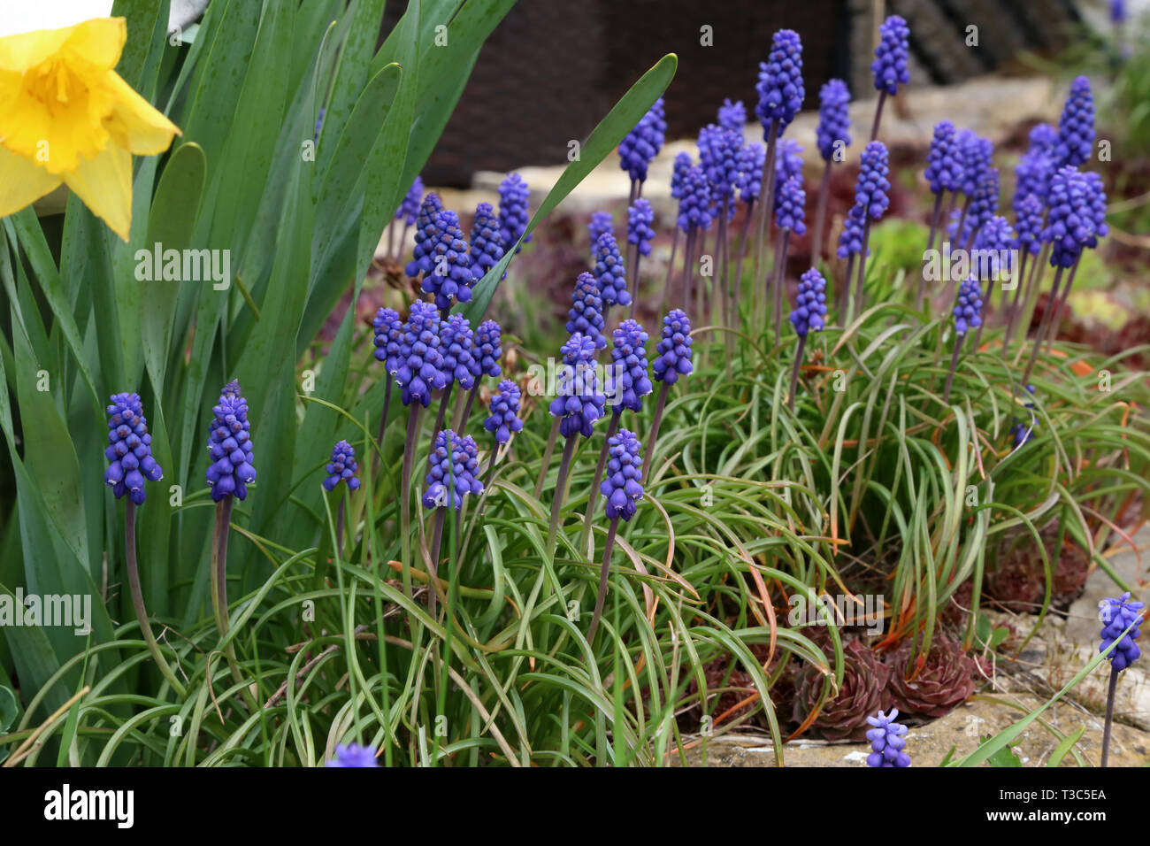 Hyacinths in bloom border hi-res stock photography and images - Alamy