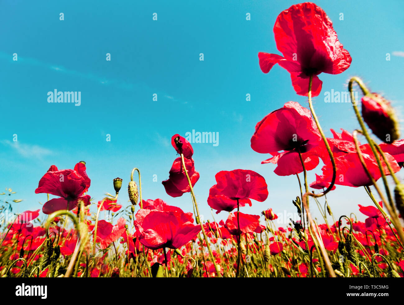 Red beautiful wild poppies hi-res stock photography and images - Alamy