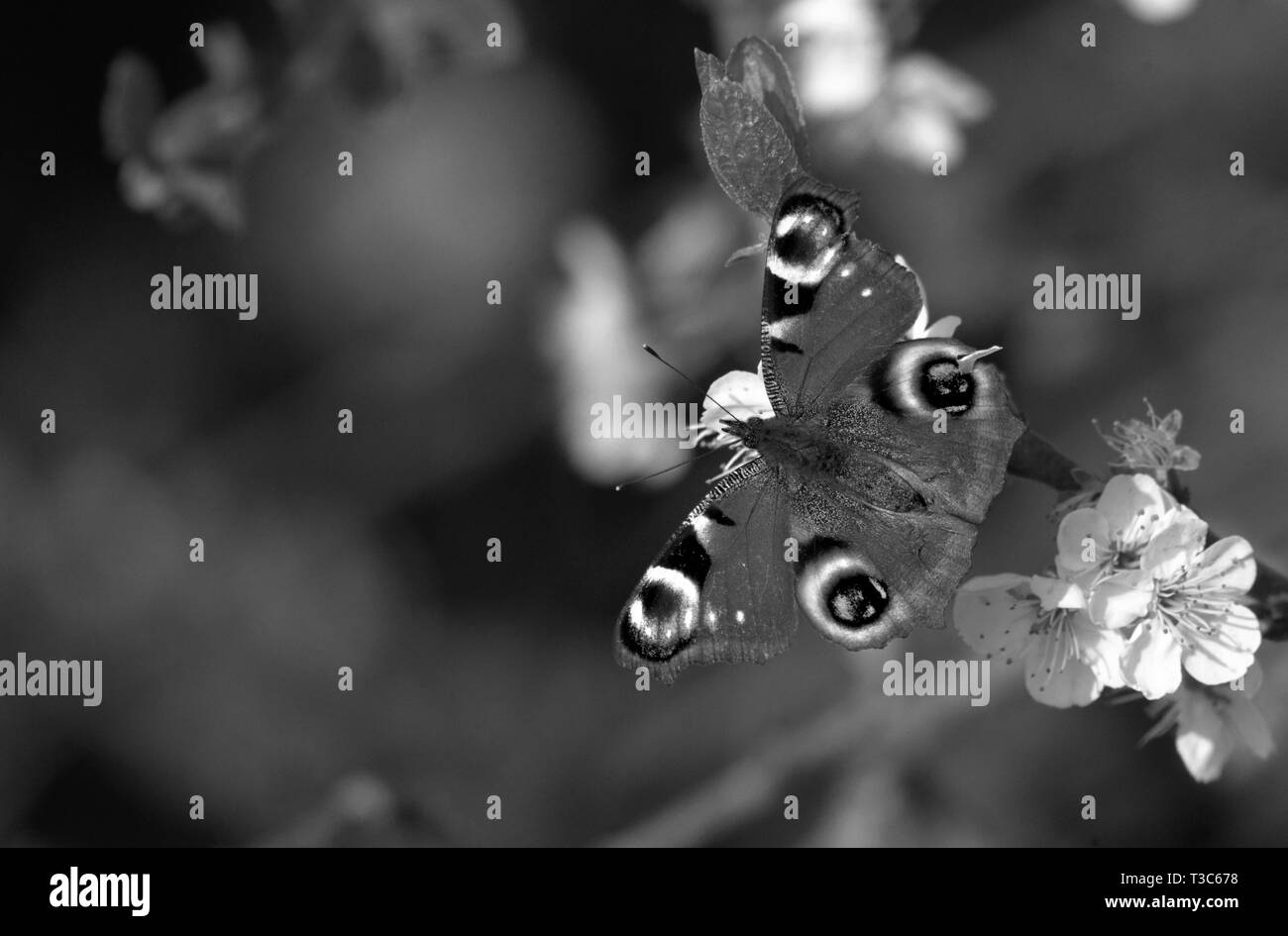 1st tree Black and White Stock Photos & Images - Alamy