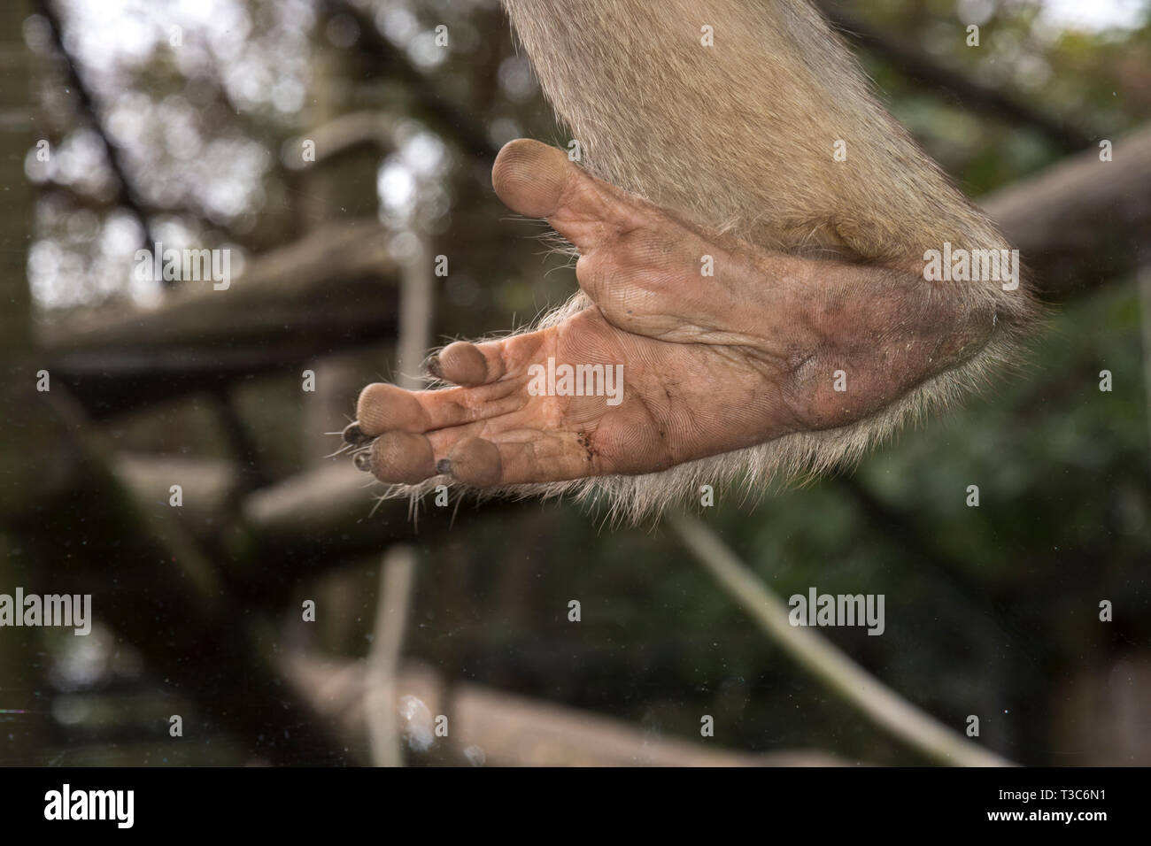 Baboon footprints hi-res stock photography and images - Alamy