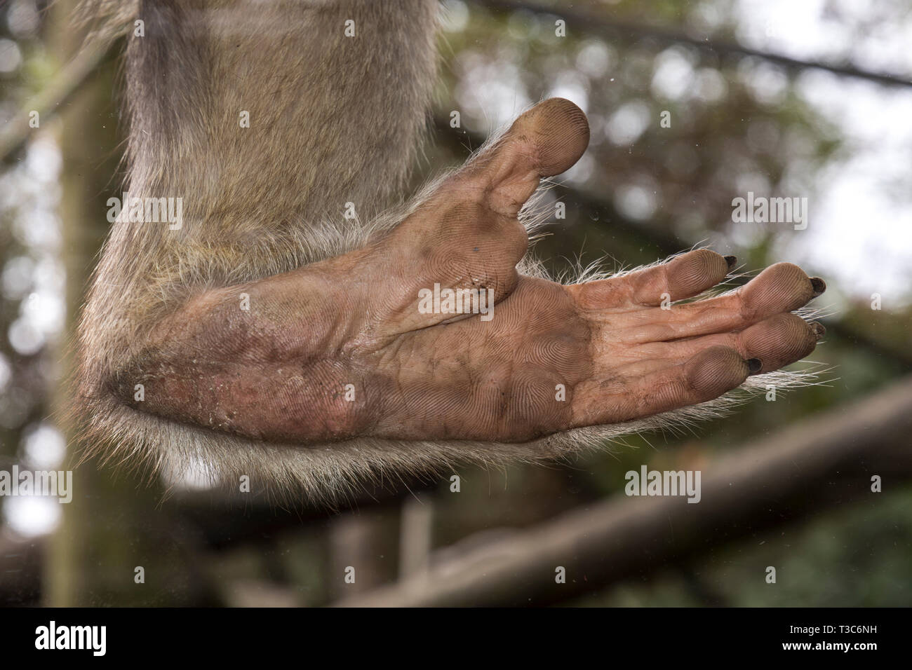 foot of a baboon with fingerprints behind a glassin a zoo Stock Photo ...