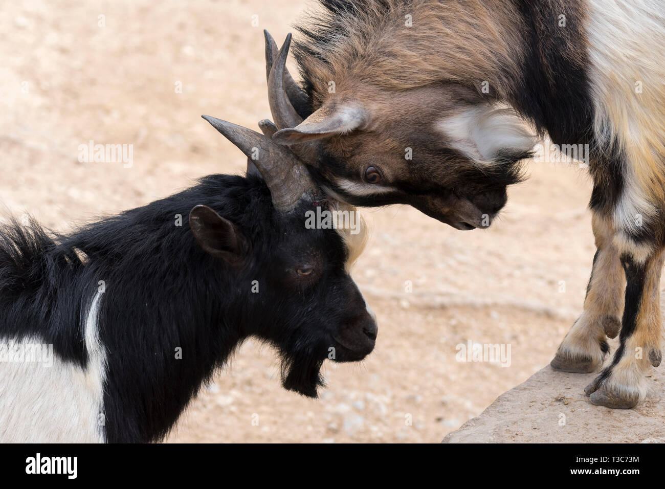 goats fighting with horns in Italy Stock Photo - Alamy