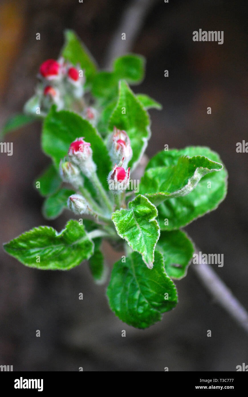 blossoming apple tree Stock Photo - Alamy