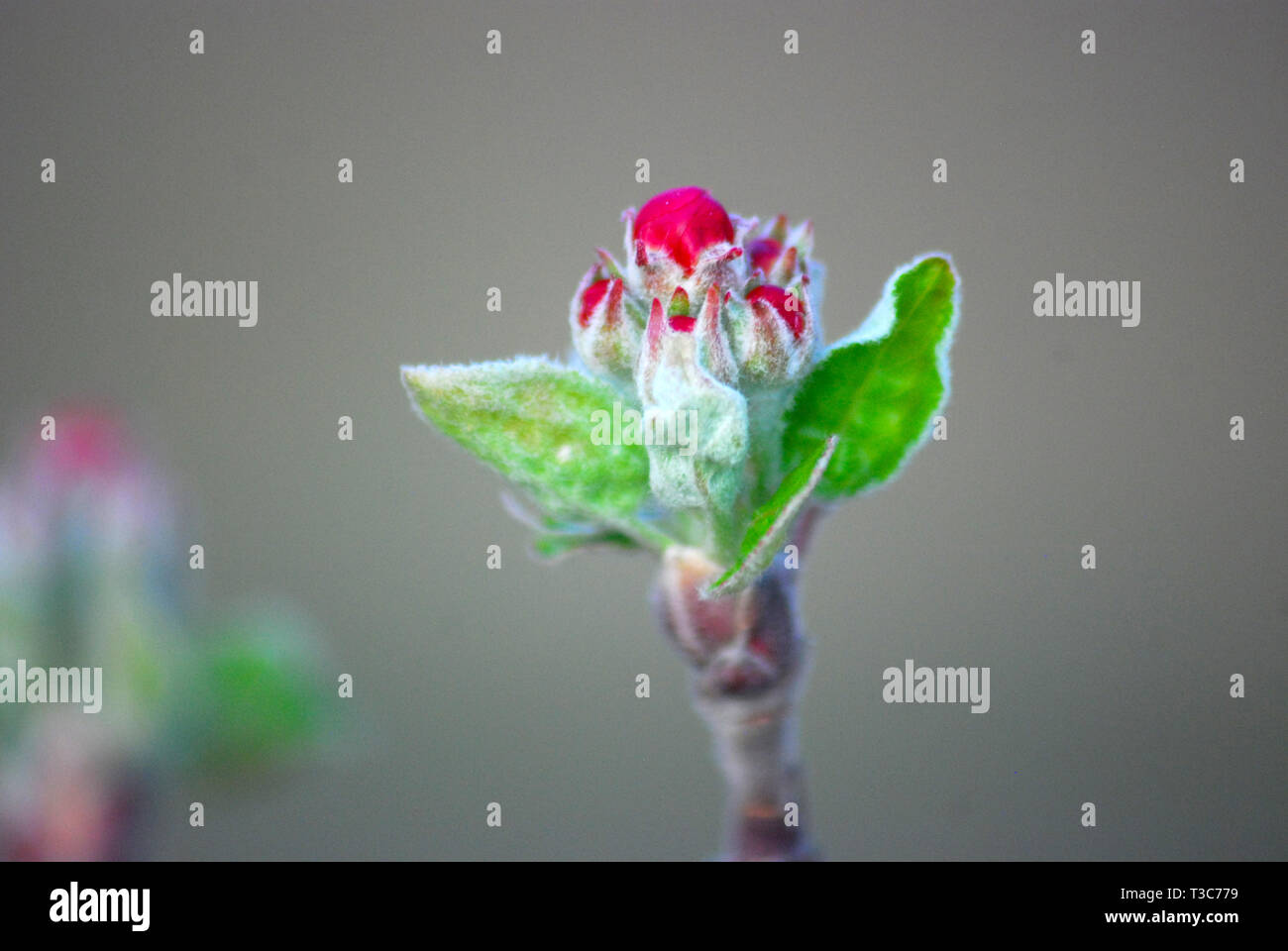 blossoming apple tree Stock Photo - Alamy