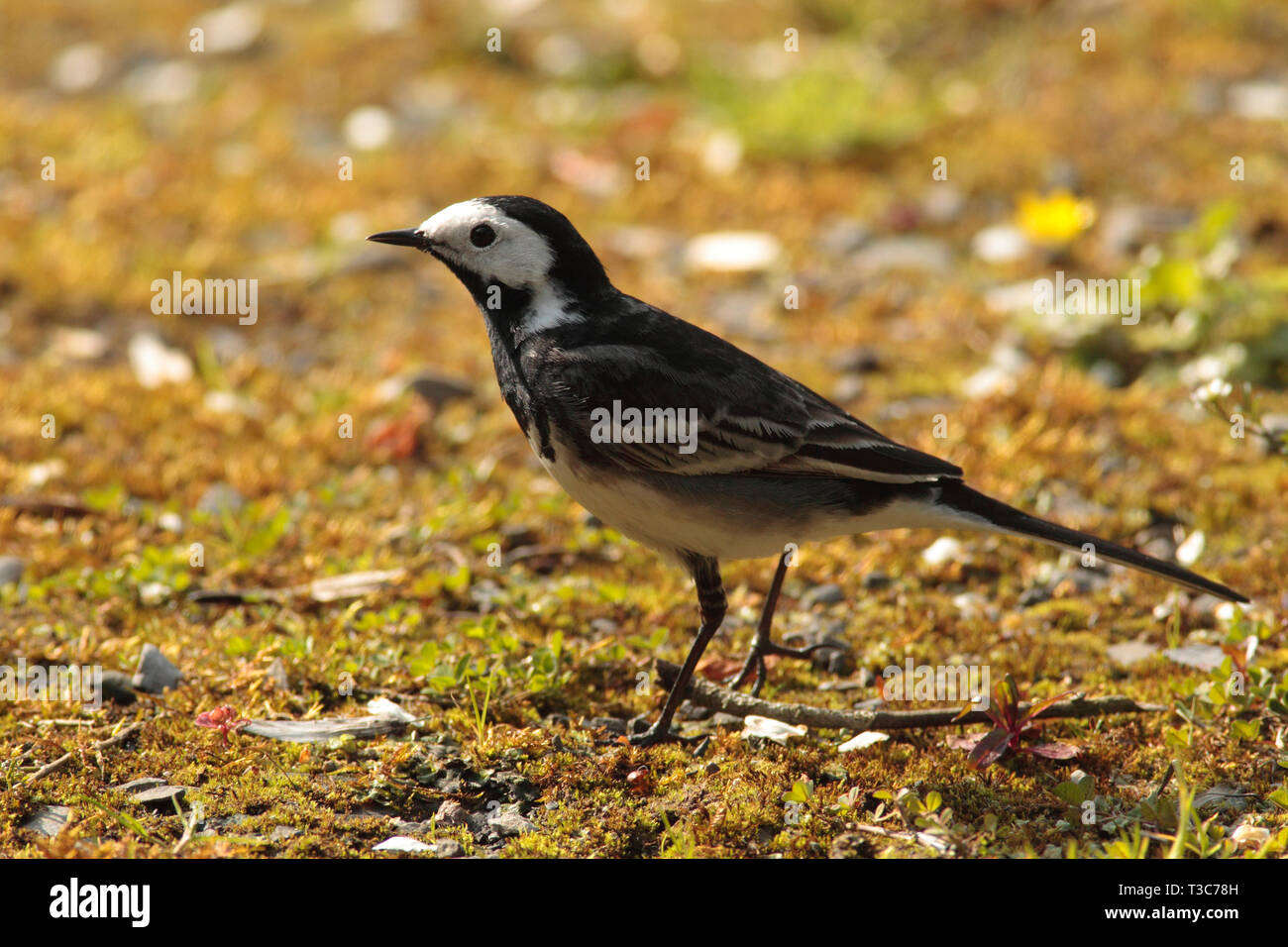 Pied wagtail uk flying hi-res stock photography and images - Alamy