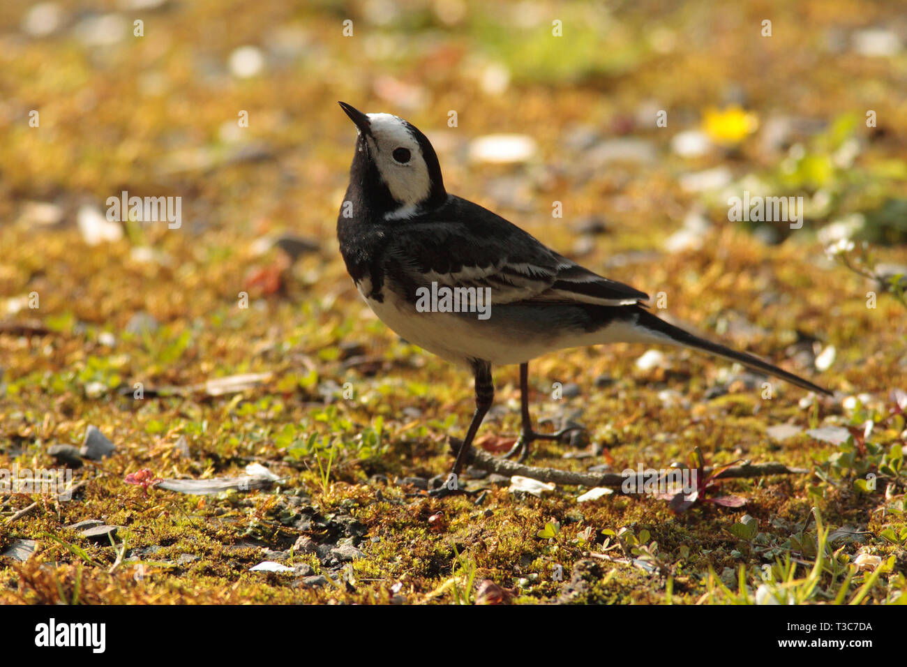 Pied wagtail uk flying hi-res stock photography and images - Alamy