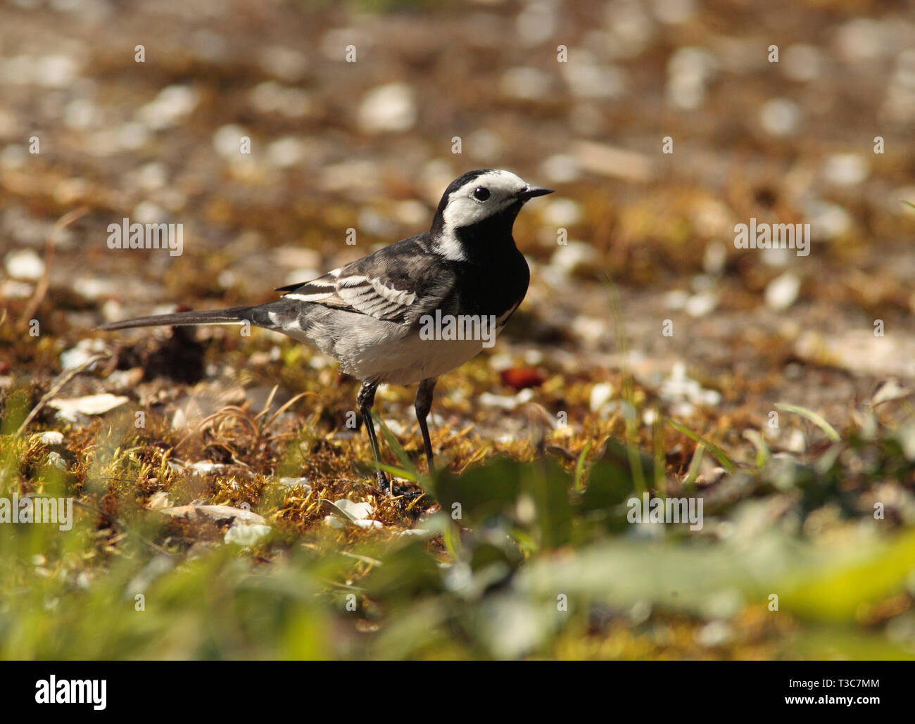 Pied wagtail uk flying hi-res stock photography and images - Alamy