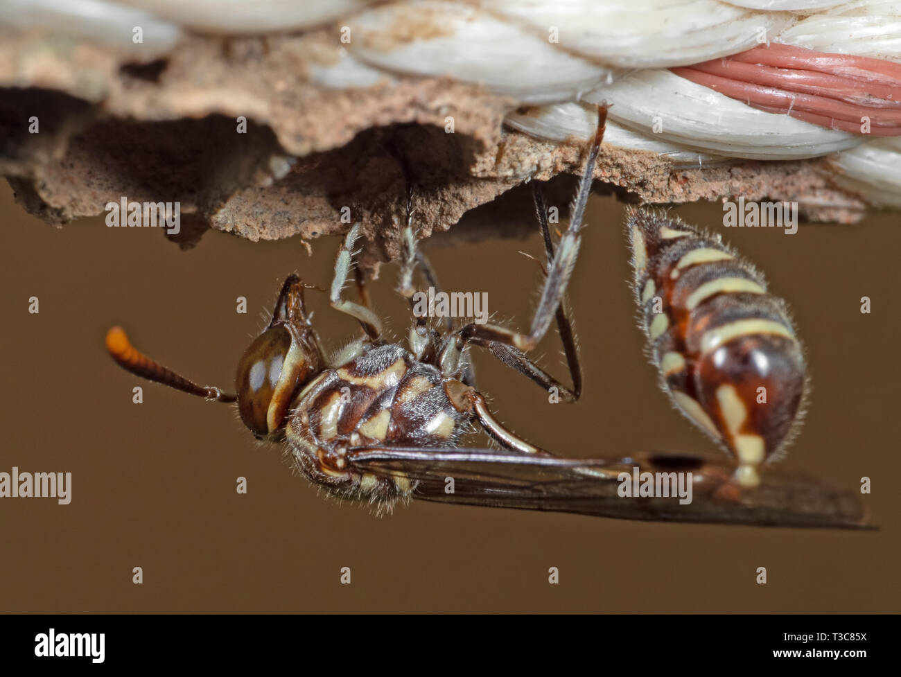 Macro Photography of Paper Wasp is Building a Nest on The Nylon Rope ...